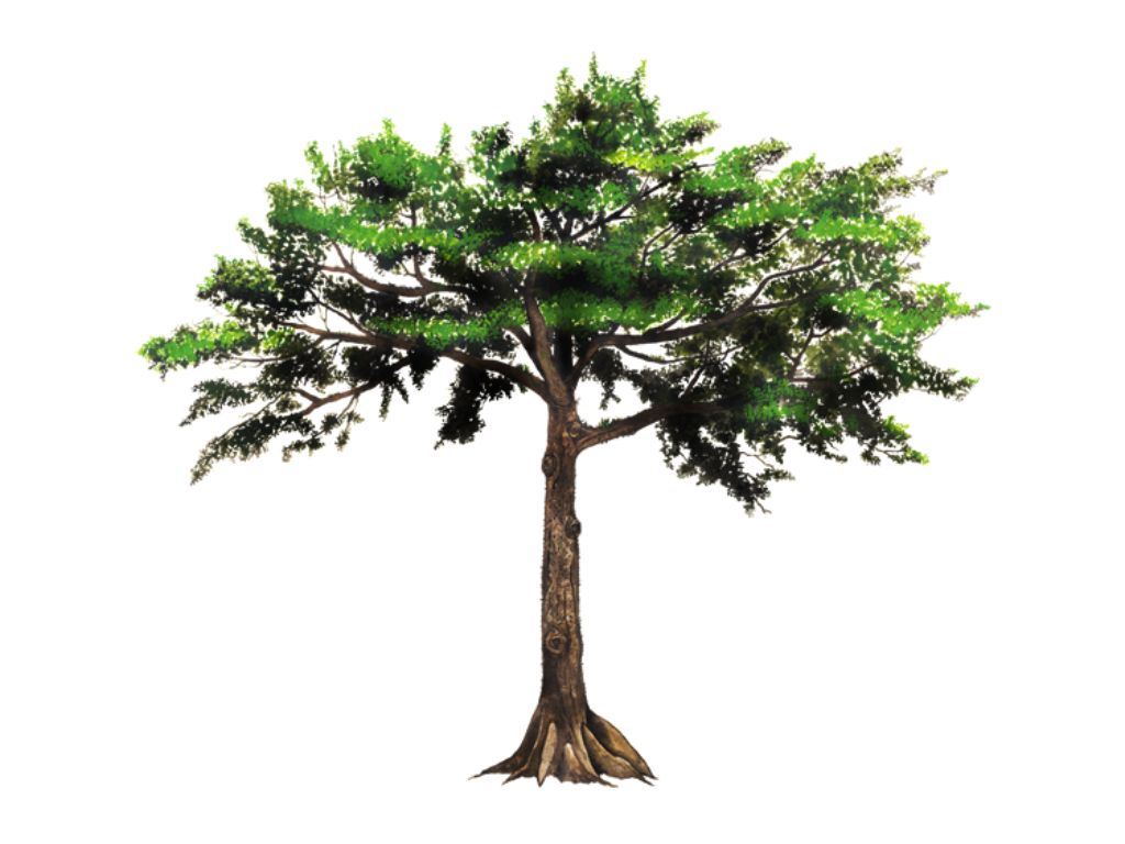 ¡Muy mexicanos! Así son estos árboles – elnorte